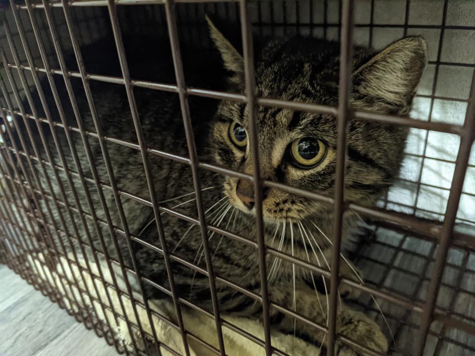 Contact Us – Community Cat Crew