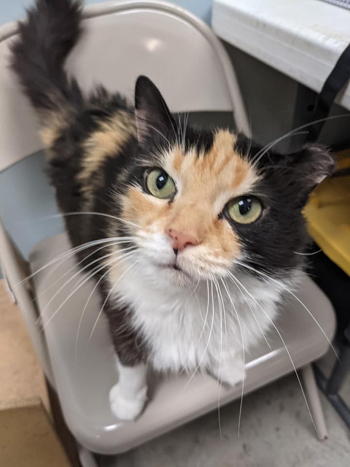 Contact Us – Community Cat Crew